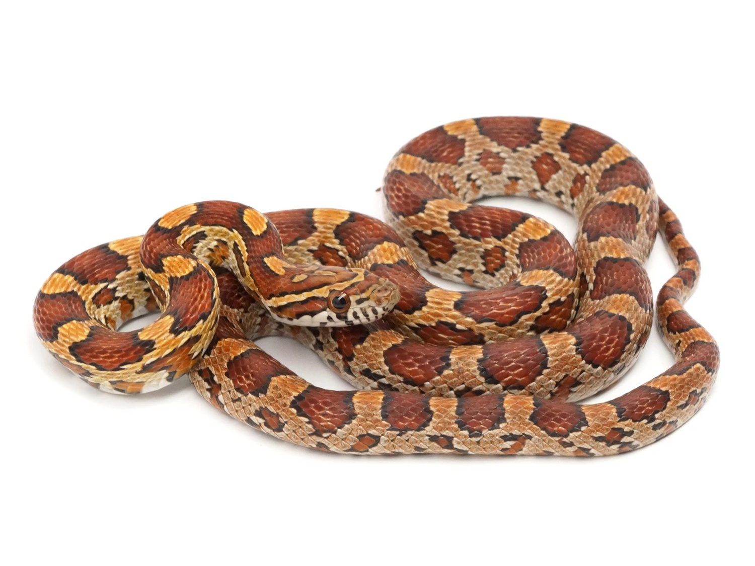 งูคอร์น สีนอมอล - Corn Snake Normal PetzWorld ChiangMai เชียงใหม่