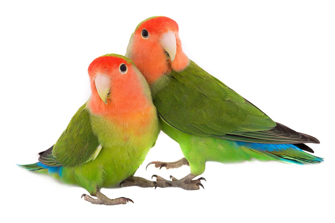 เลิฟเบิร์ดไม่มีขอบตา - Lovebird - PetzWorld Chiang Mai ที่ เชียงใหม่