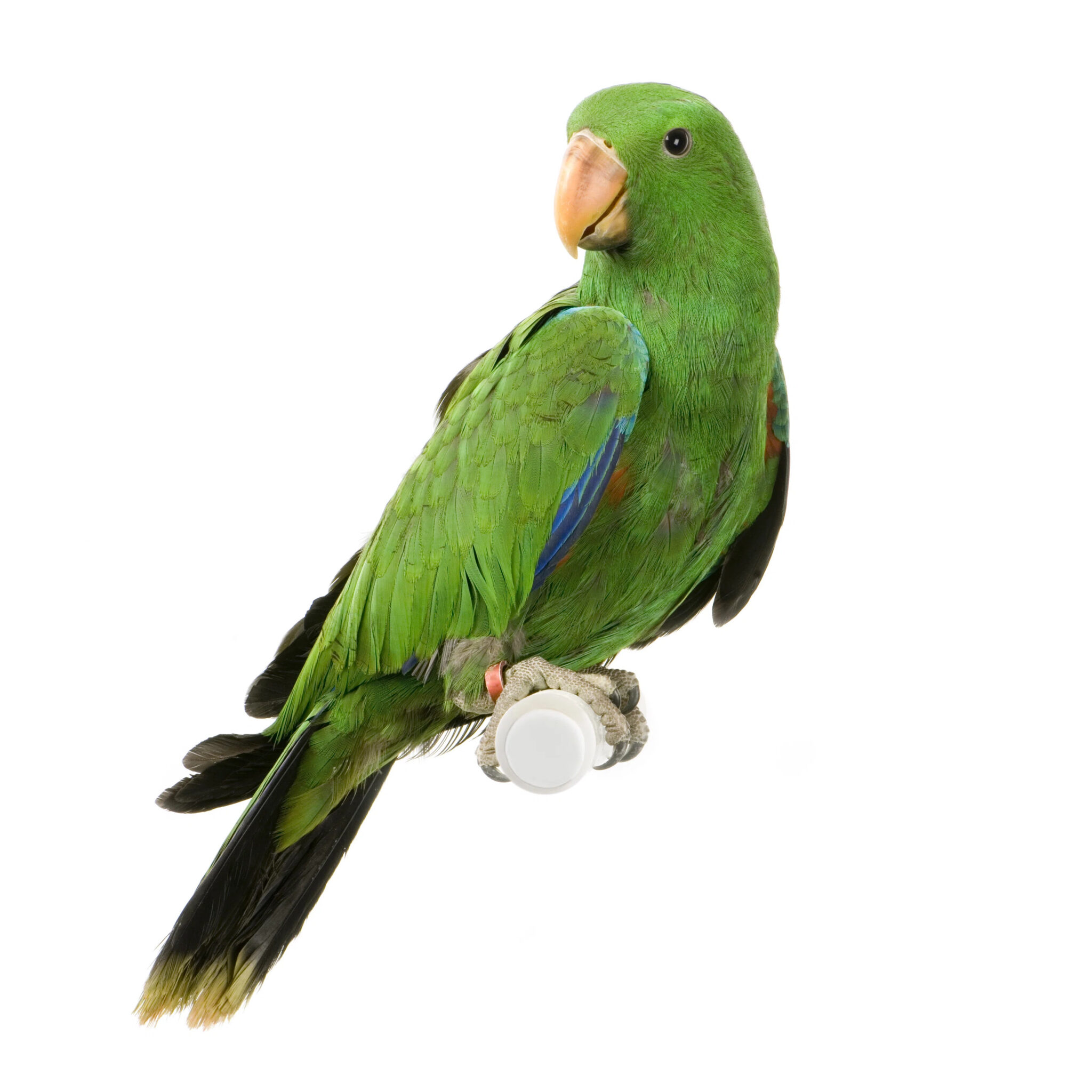 Electus Parrot - ลูกป้อนนกแก้วอิเล็คตัส (458317) | Petz World เพ็ทเวิลด์