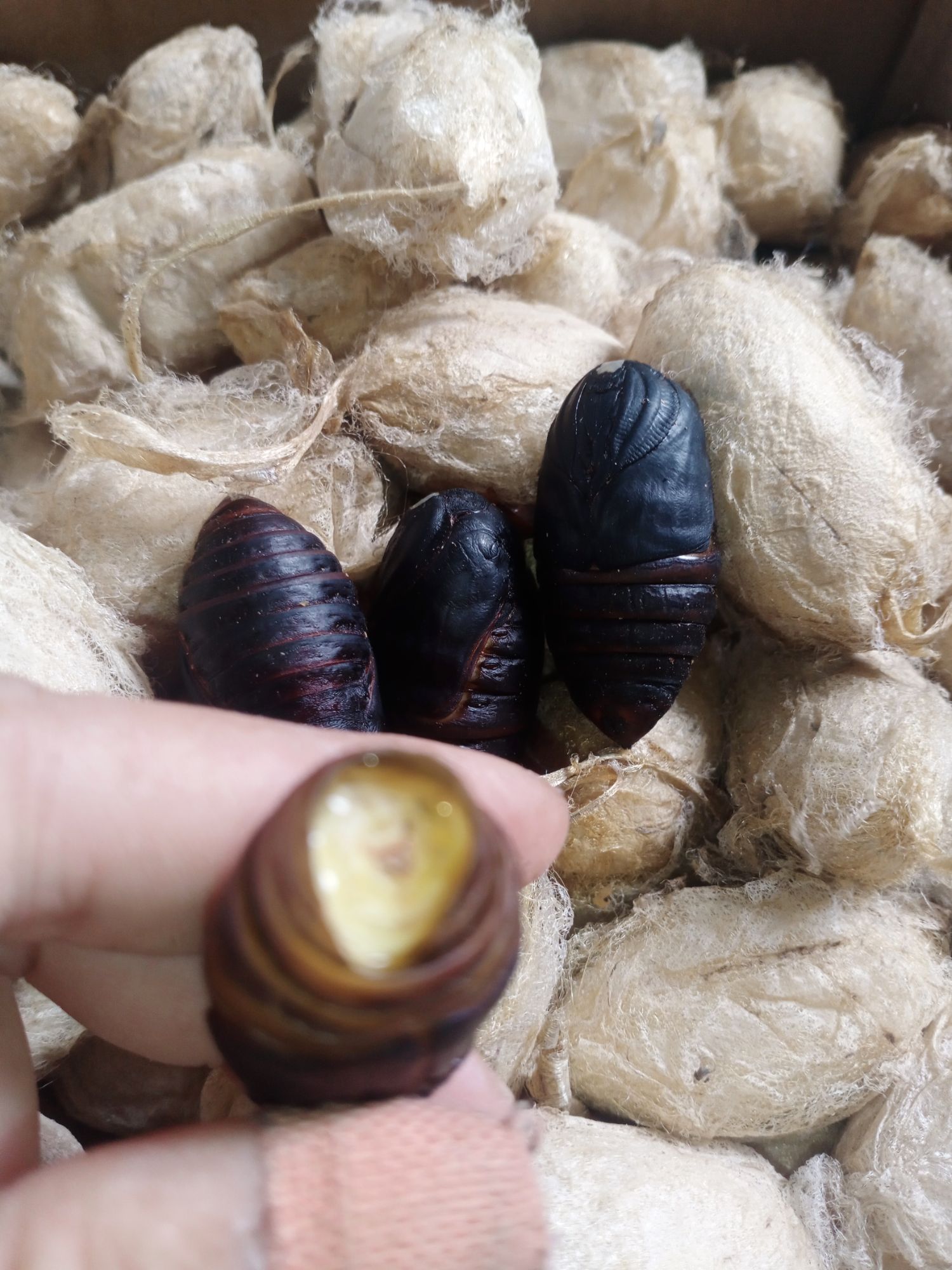 Cheese Worm - หนอนชีส (1ชิ้น)(494261) | Petz World เพ็ทเวิลด์