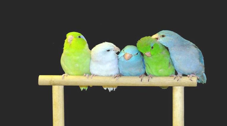 6 สายพันธุ์นกน่าเลี้ยง นกสวยงามที่คนนิยมเลี้ยง